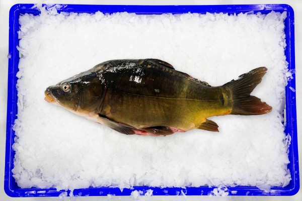 Bester Fisch aus heimischen Gewässern | EinStückLand